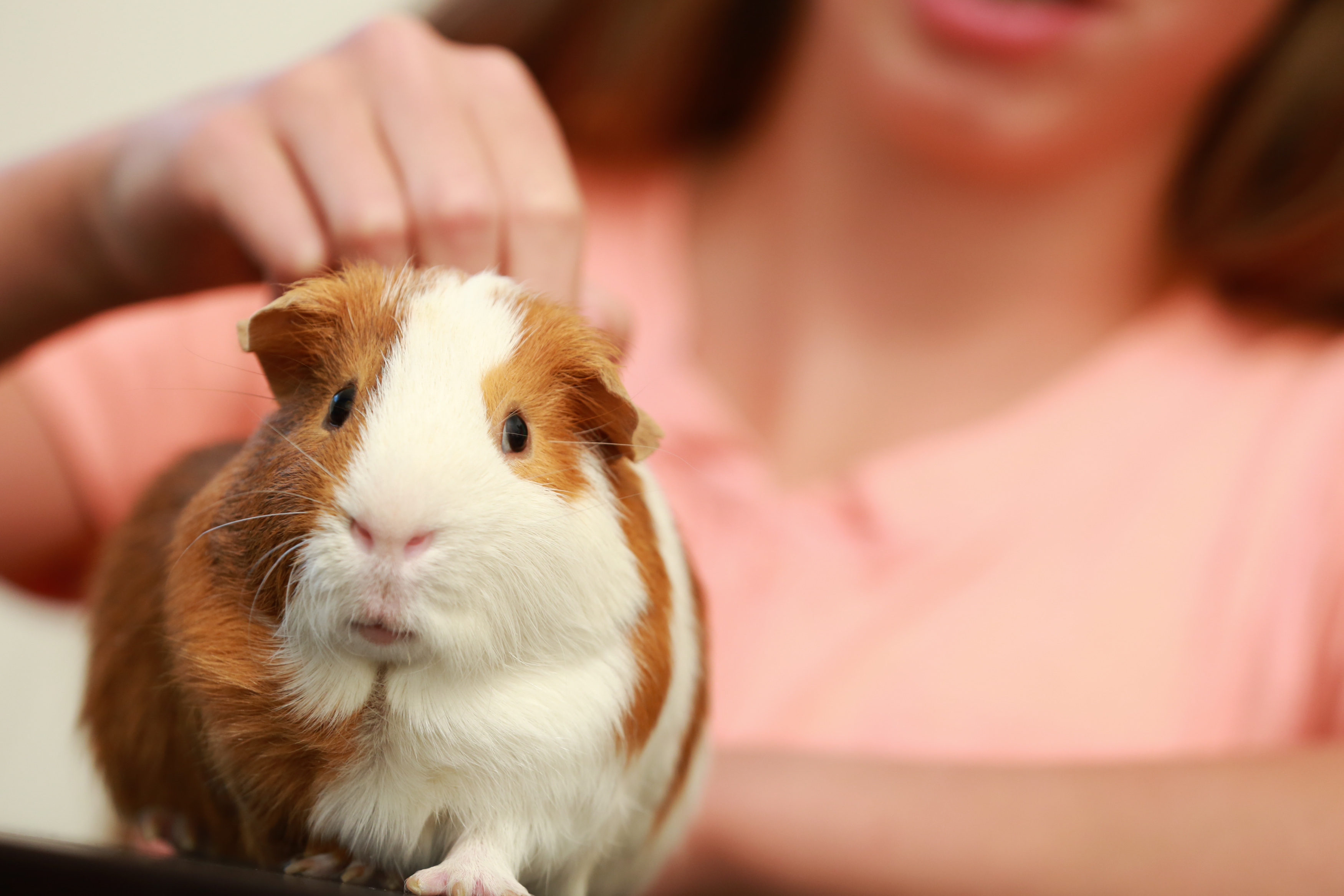 Empathy In The Classroom Pets In The Classroom Empathy In The Classroom Pets In The Classroom
